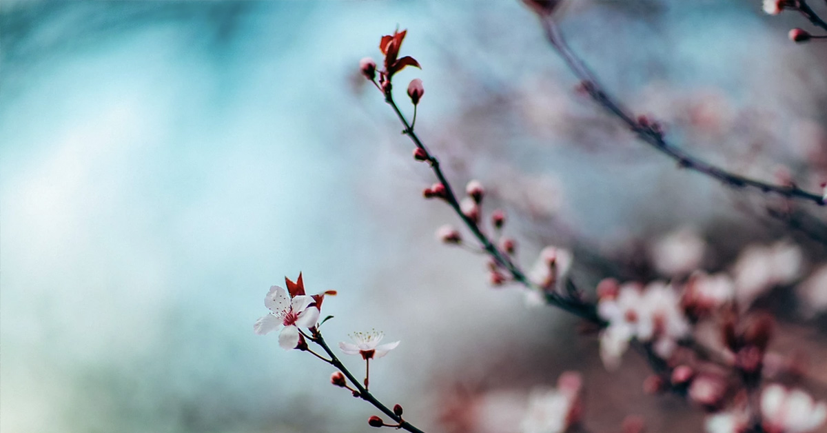 Spring has come too early | Kingswood | Advice every step of the way