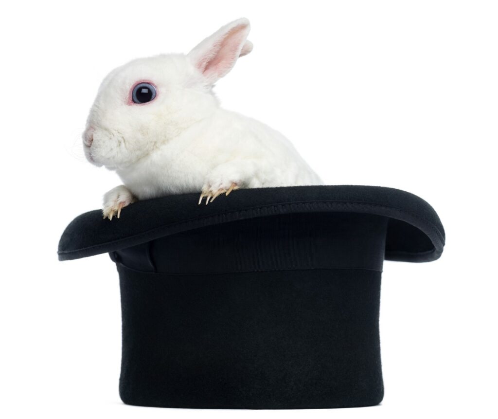 Rabbit Time | Kingswood | Advice every step of the way