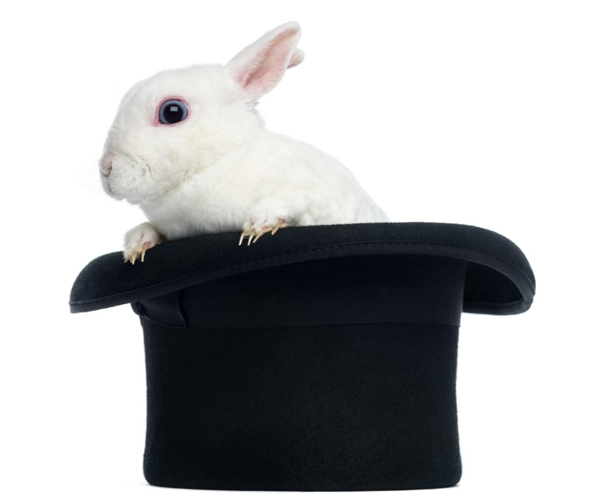 Rabbit Time | Kingswood | Advice every step of the way